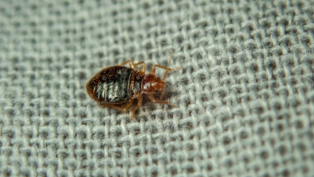 bed-bug - Scientific Pest Management