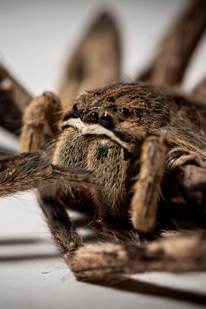 hunstman - Scientific Pest Management